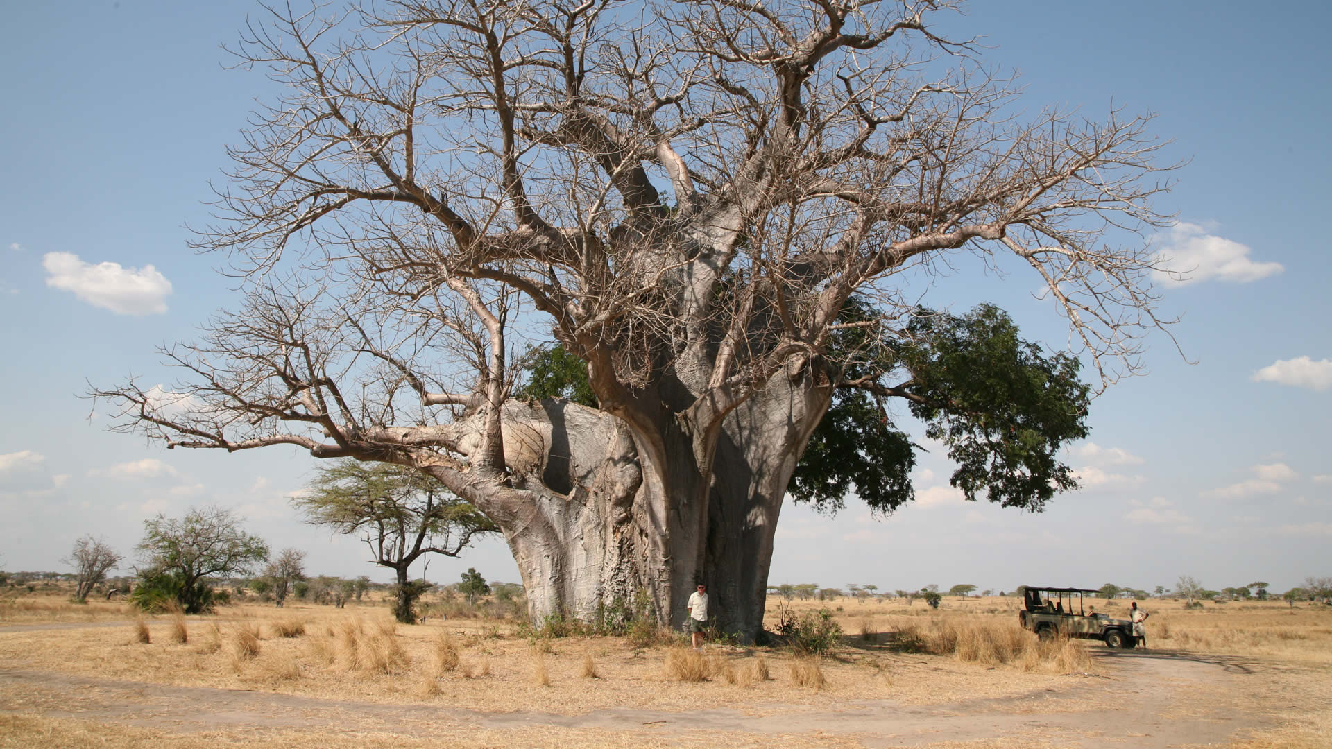 Ruaha National Park | Asai Africa Safaris